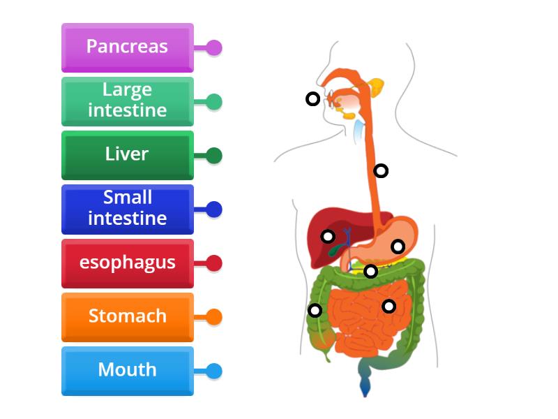 Simple Digestive system - Labelled diagram