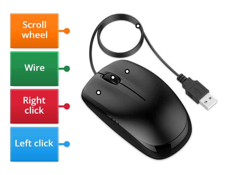 mouse - Labelled diagram