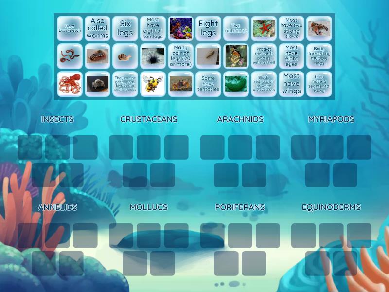 Invertebrate classification - Ordenar por grupo