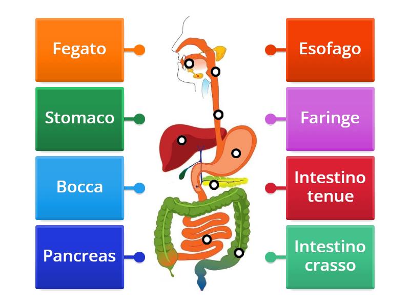 Apparato digerente e ghiandole annesse - Labelled diagram