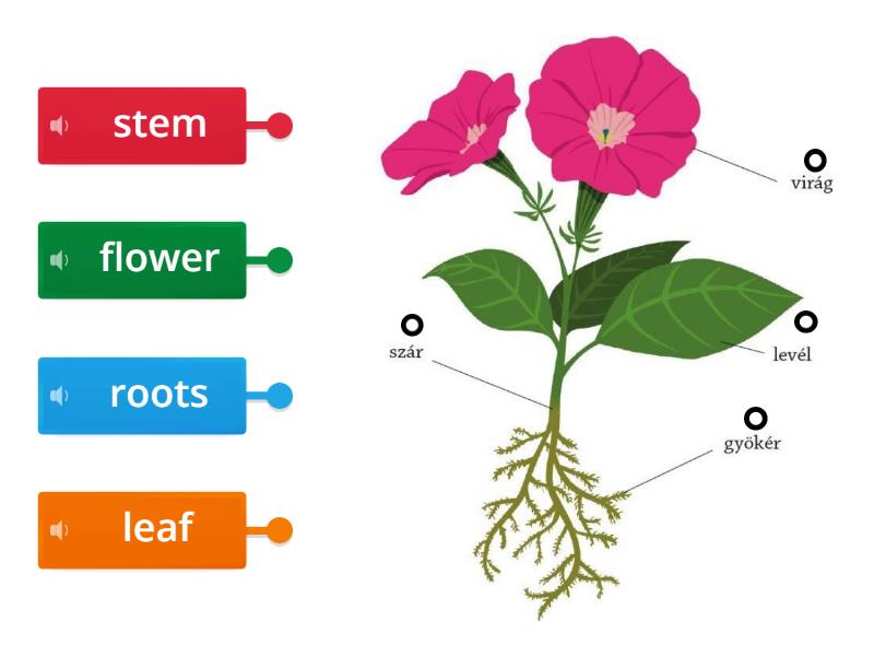 Plants/ Plants with soft stem/Nature and Science for Children 3 ...