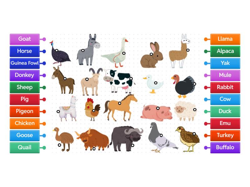 Farm Animals - Labelled diagram