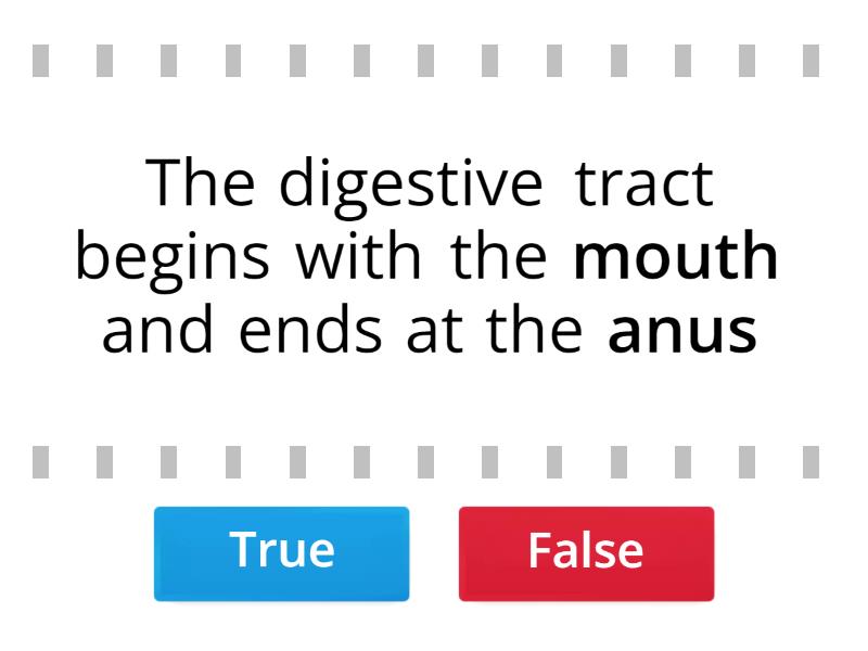 Digestive and Respiratory system - True or false