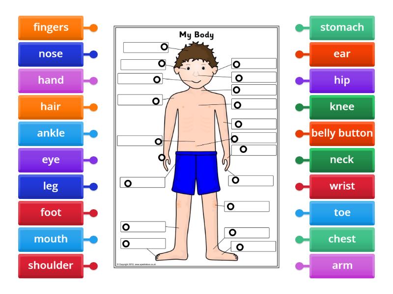 Parts of the body 1 - Labelled diagram