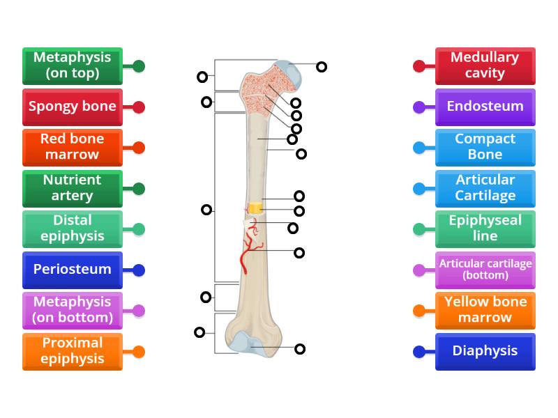 Long Bone Anatomy - Labelled diagram