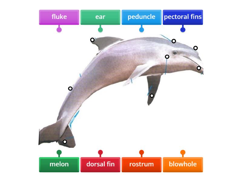 lesson 23 dolphins - Labelled diagram