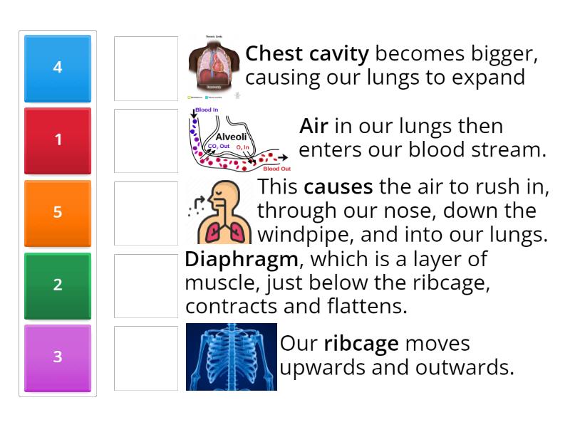 Order the steps of the breathing process. - Match up