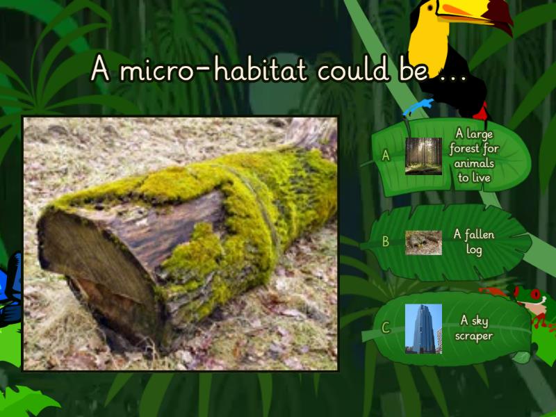 Microhabitats - Quiz