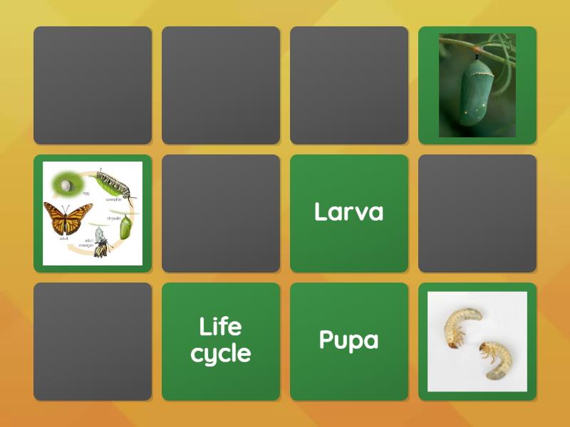Life Cycles Memory Game - Parejas