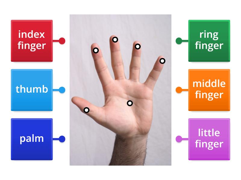Parts of the body-hand - Labelled diagram
