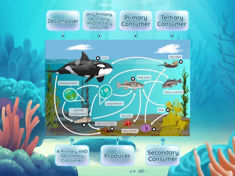 Ocean Foodweb - Labelled diagram