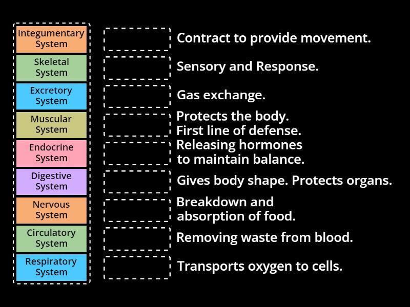 Body System Match - Match up