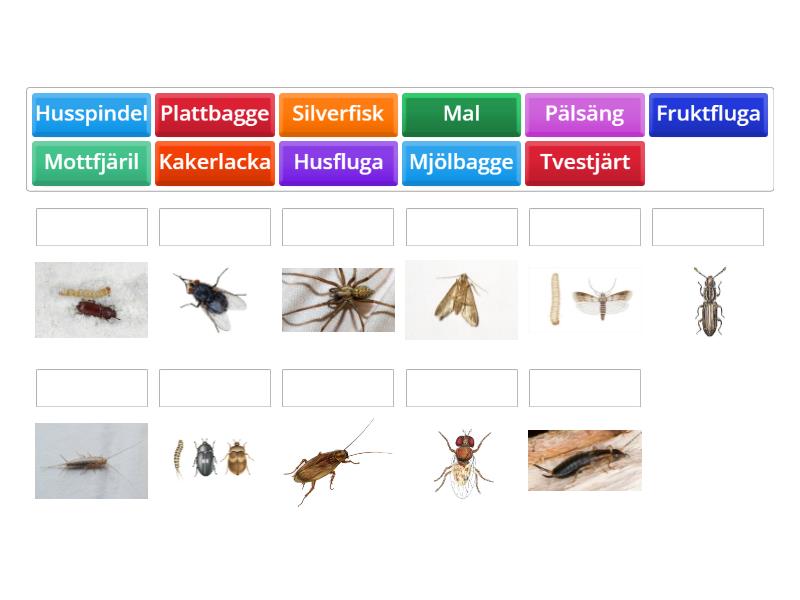 Insekter hemma hos dig - Match up