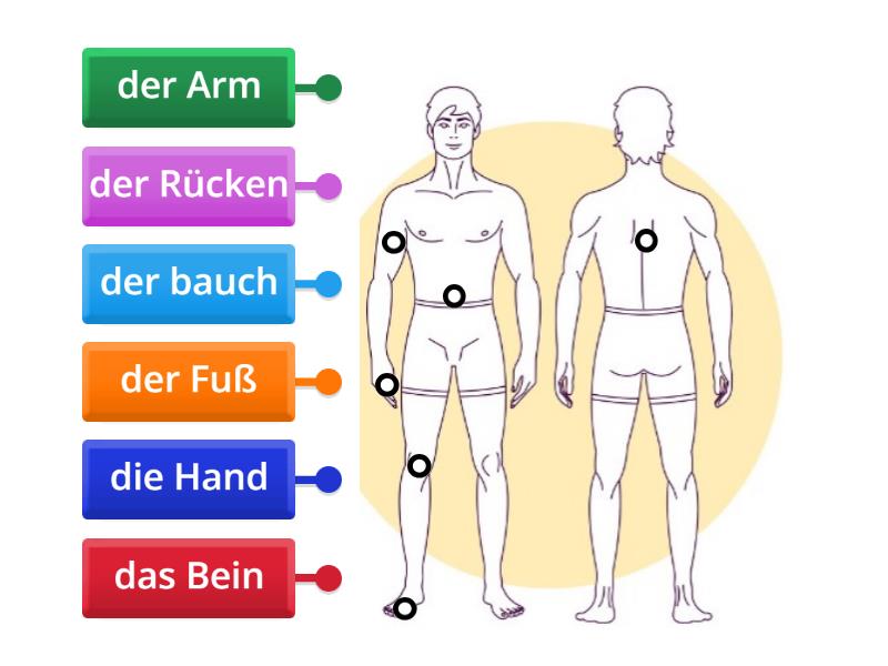 der Koerper - Labelled diagram