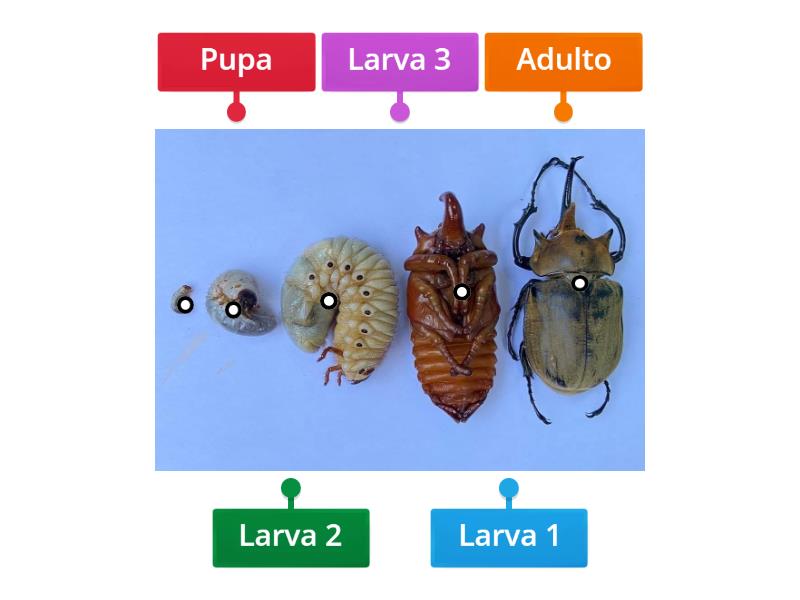 Ciclo de vida (Holometábolo) - Labelled diagram