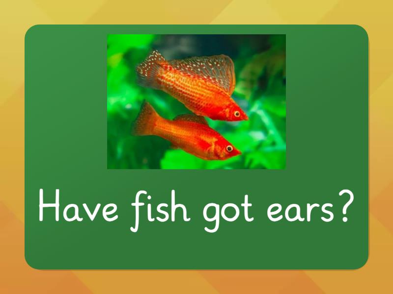 Roadmap A2 2C Have got - pytania ogólne - Flash cards