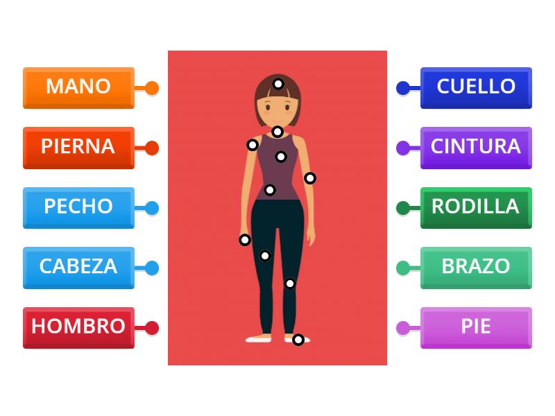 Partes Del Cuerpo Humano Labelled Diagram