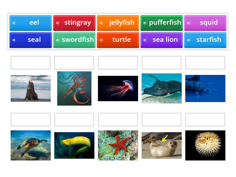 Sea creatures GW5 plus - Match up