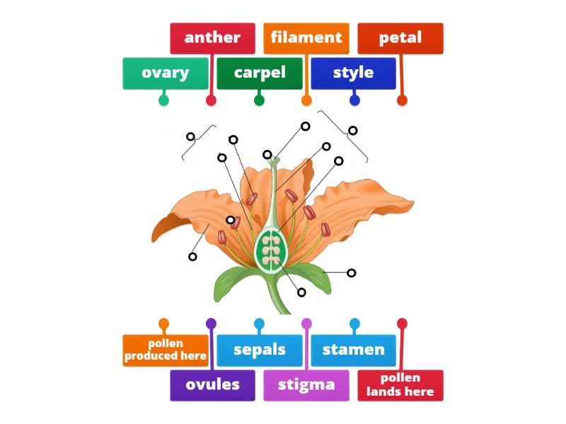 Label the parts of the flower - Labelled diagram
