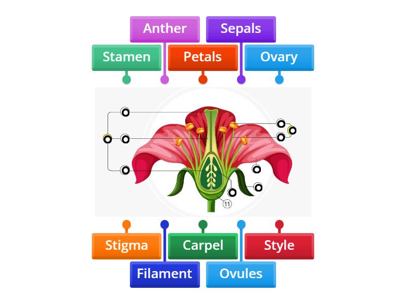 Parts of a flower - Labelled diagram