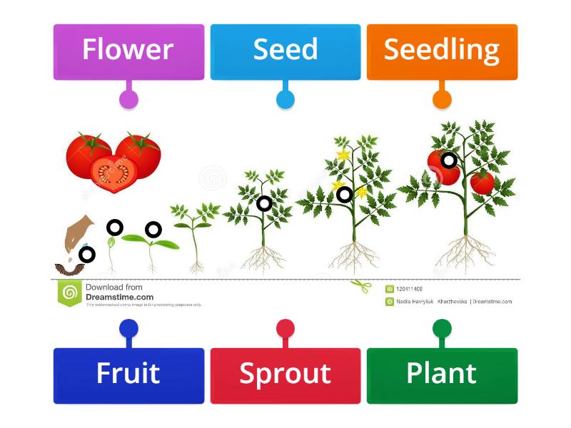 Plant life cycle - Labelled diagram