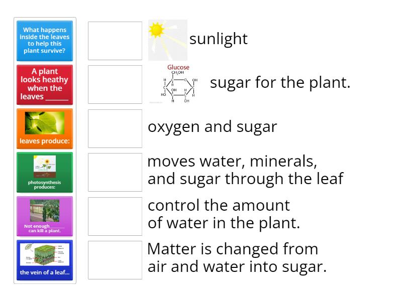 Plants Use Energy - Match up
