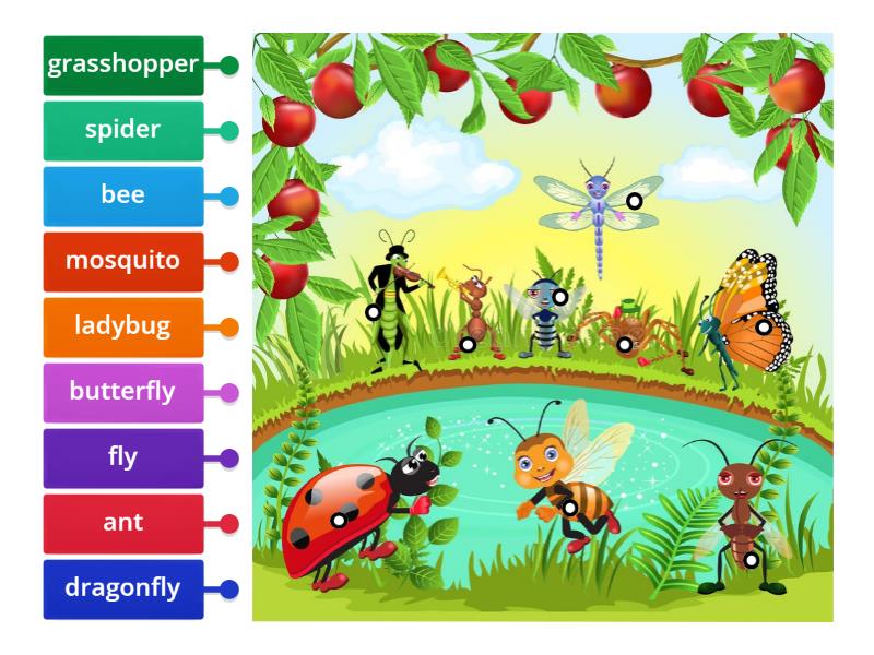 insects - Labelled diagram