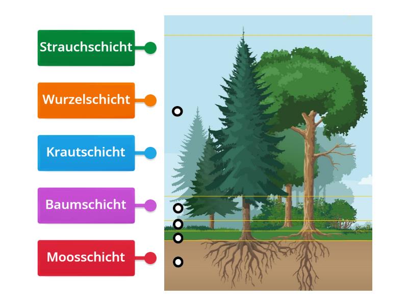 Stockwerke des Waldes - Labelled diagram