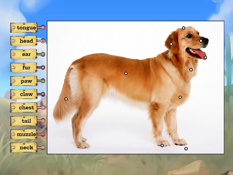 DOGS - Labelled diagram