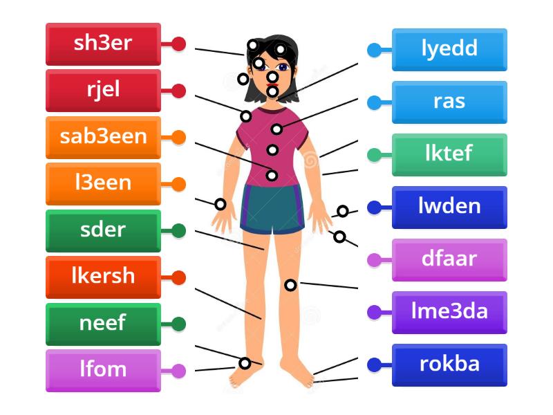 bodyparts - Labelled diagram