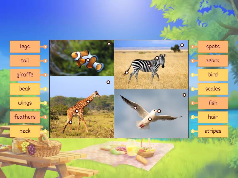 Describing animals - Labelled diagram