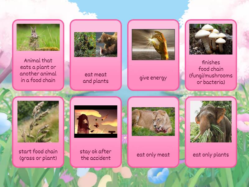 Food chain - Flip tiles