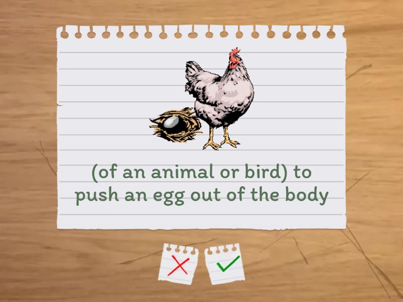 MAMMALS - Flash cards