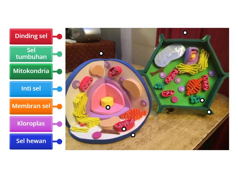 Yuk, tebak-tebak organel sel dari 3D Poster - Labelled diagram