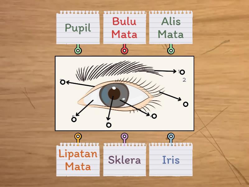 Bagian Mata Luar - Labelled diagram