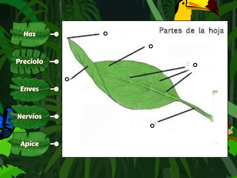 Partes de una hoja - Labelled diagram
