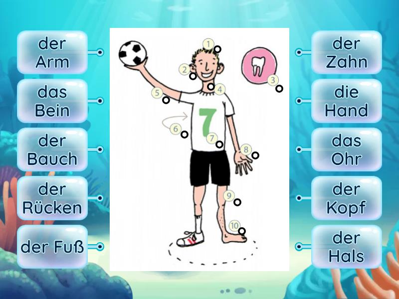 Körperteile - Labelled diagram