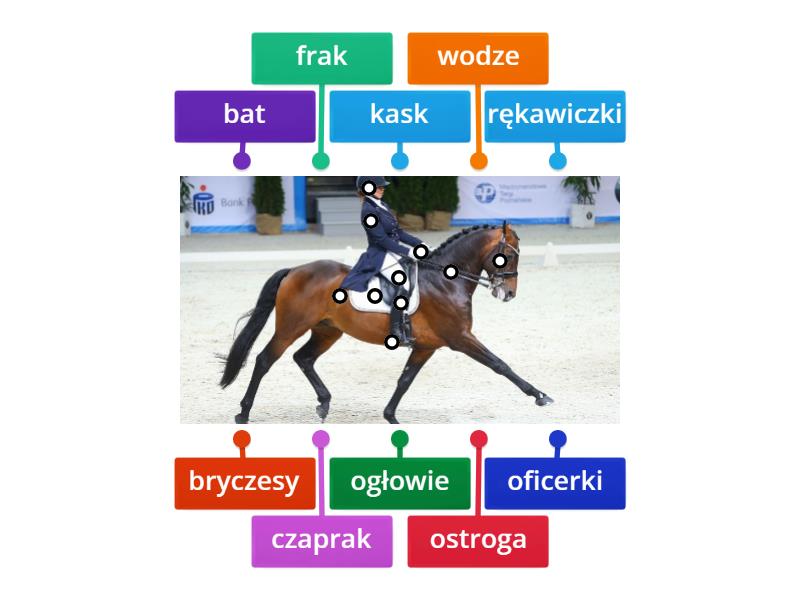 Jazda konna - Rysunek z opisami