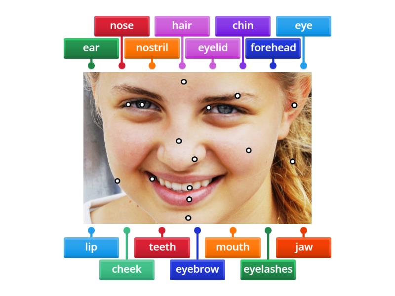 English: face parts - Labelled diagram