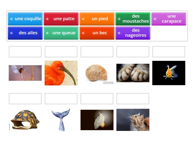 Les parties du corps des animaux - Match up