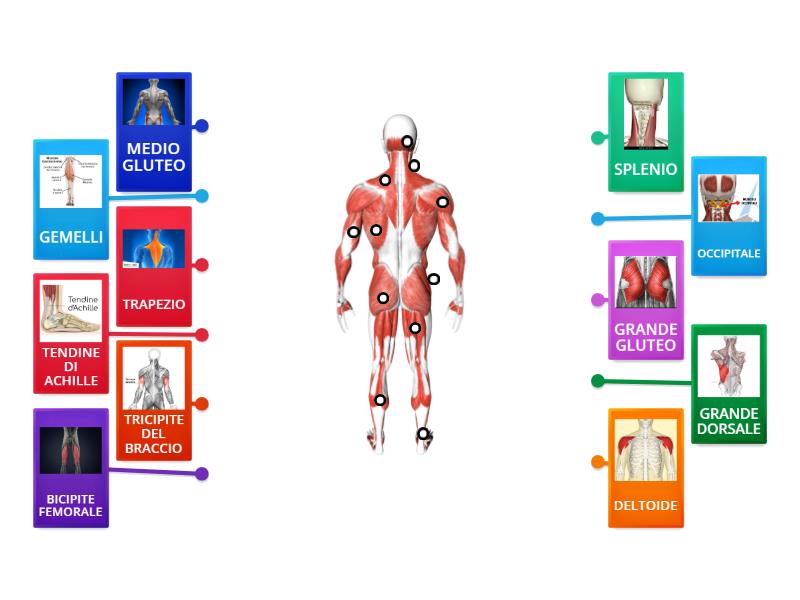 APPARATO MUSCOLARE RETRO - Labelled diagram