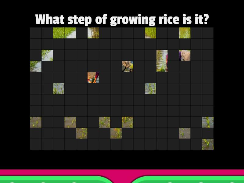 growing rice - Image quiz