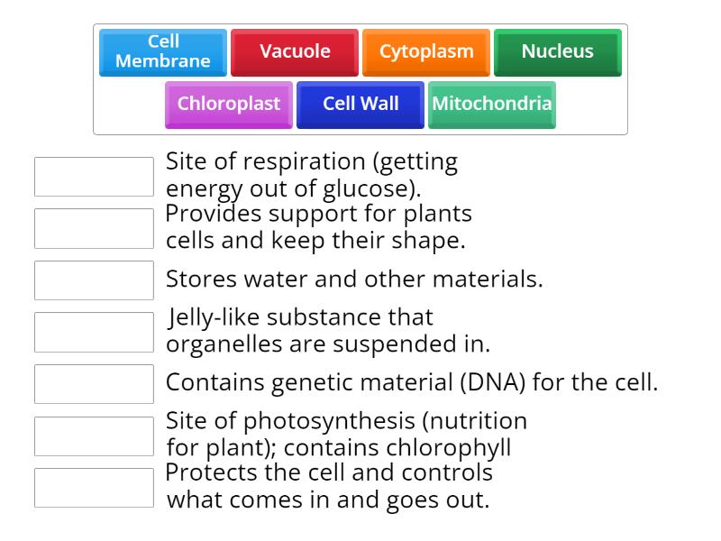 Cell Organelles Match Up - Une las parejas