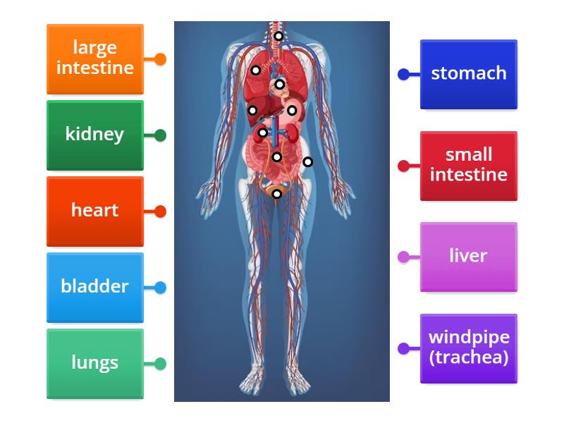 S1 Body System. Label Organs - Labelled diagram