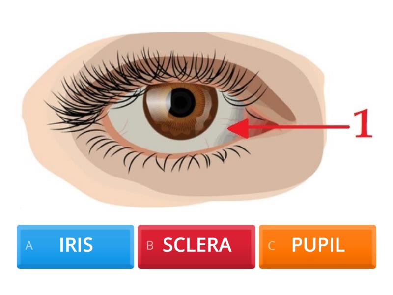 EYE PARTS - Quiz