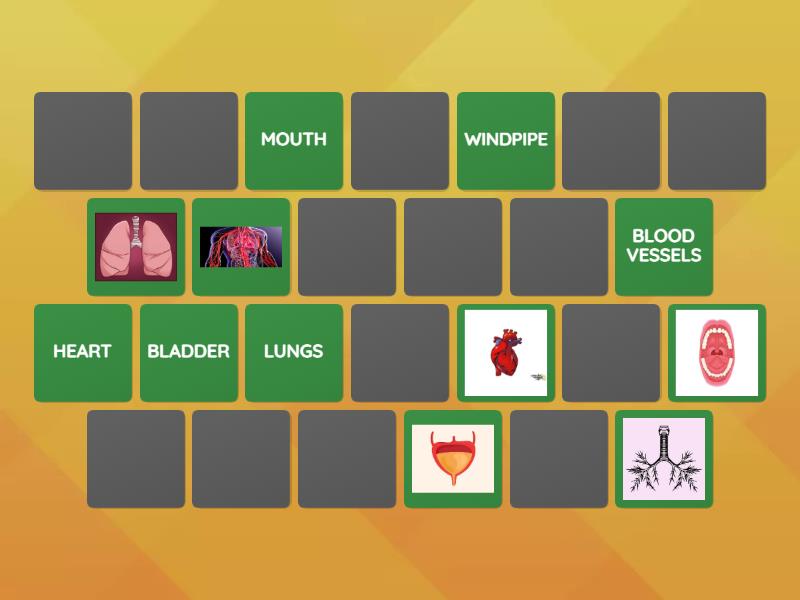 HUMAN BODY - Matching pairs