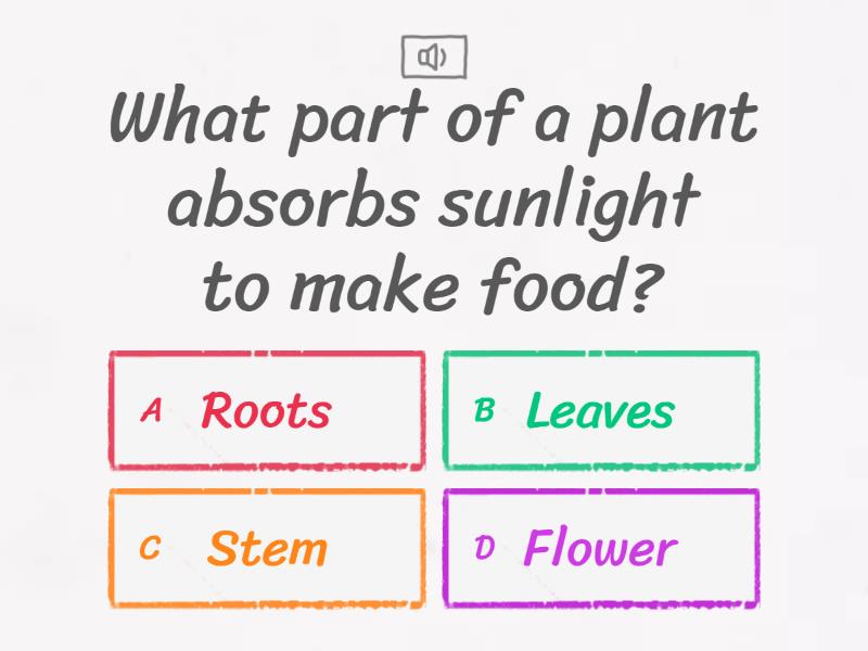 Parts of a Plant- Functions - Quiz