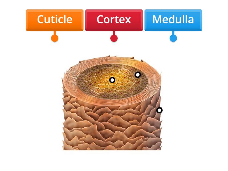 Layers of the hair - Labelled diagram