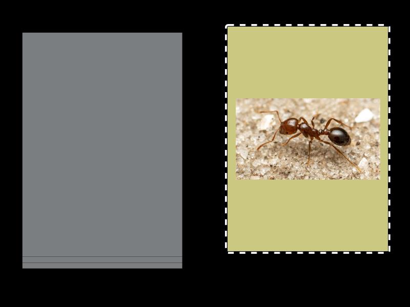 Letter a - ax, ant, apple, alligator - Speaking cards