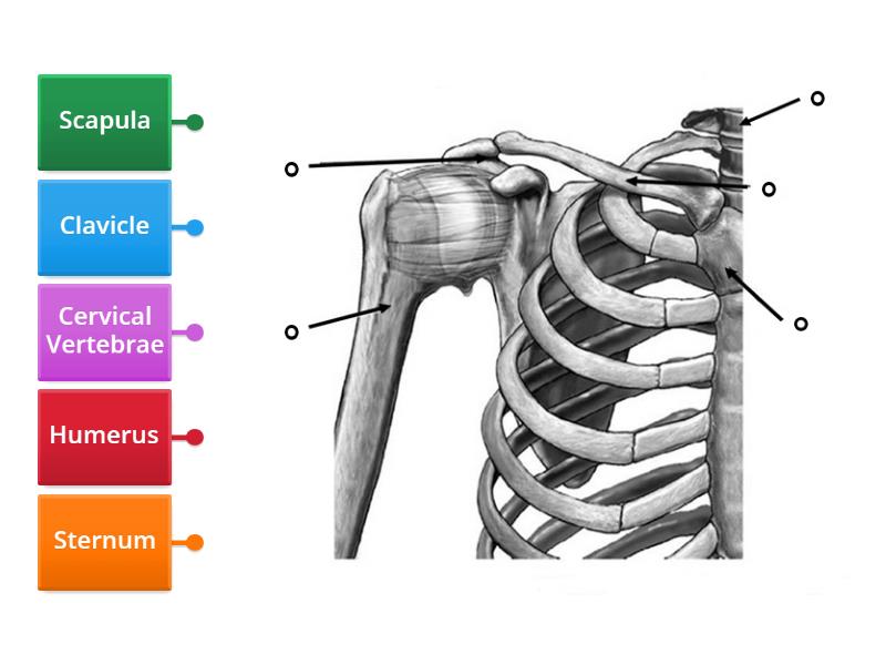 Bones of the Shoulder Girdle exam revision - Labelled diagram